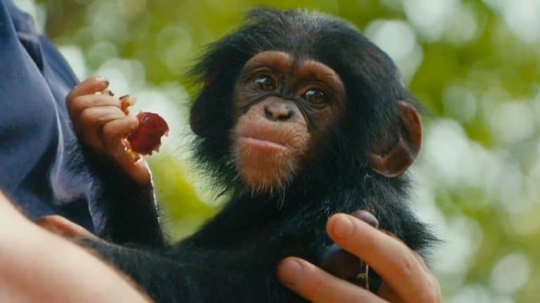 10 Things You Didn't Know about Baby Chimp Rescue