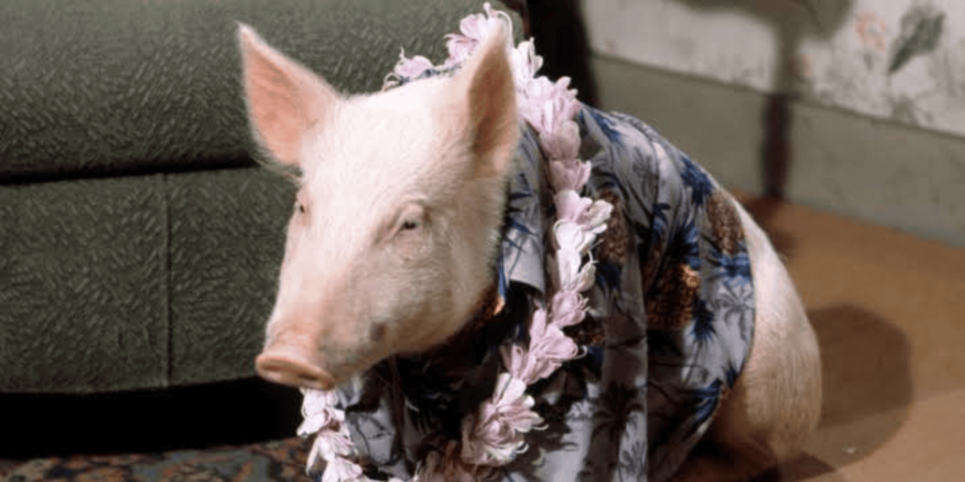 The 10 Best Green Acres Characters of All Time - TVovermind